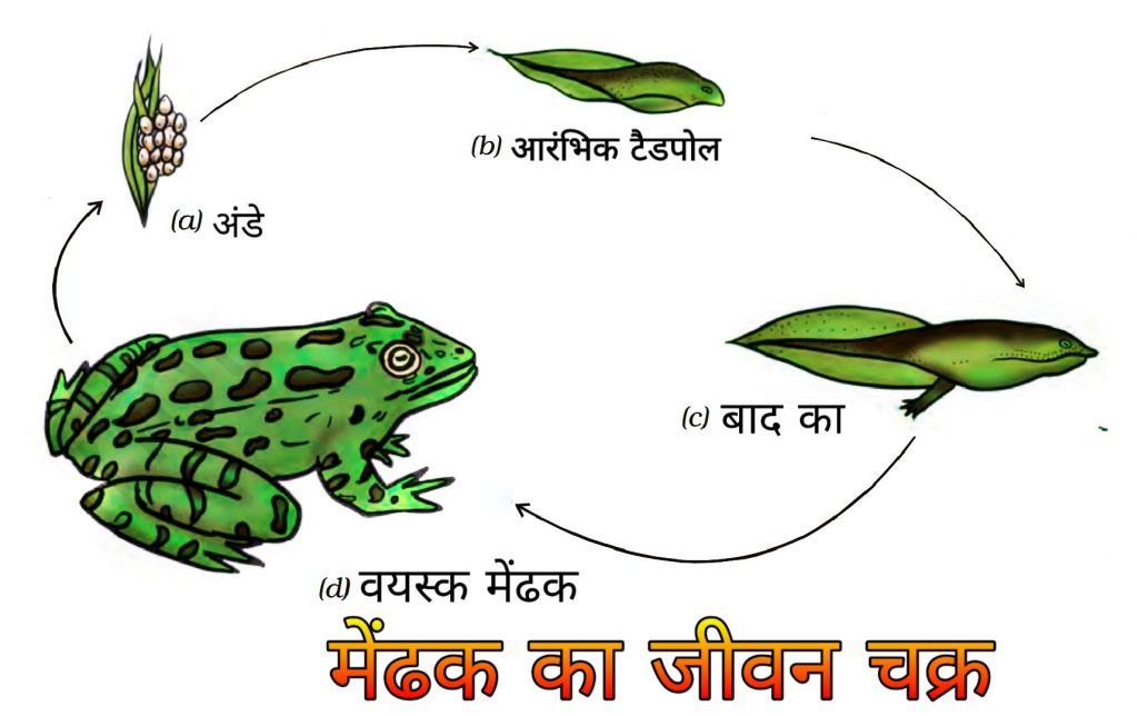 जंतुओं में जनन Class 8 Science Chapter 6 Notes in Hindi - CCL Chapter