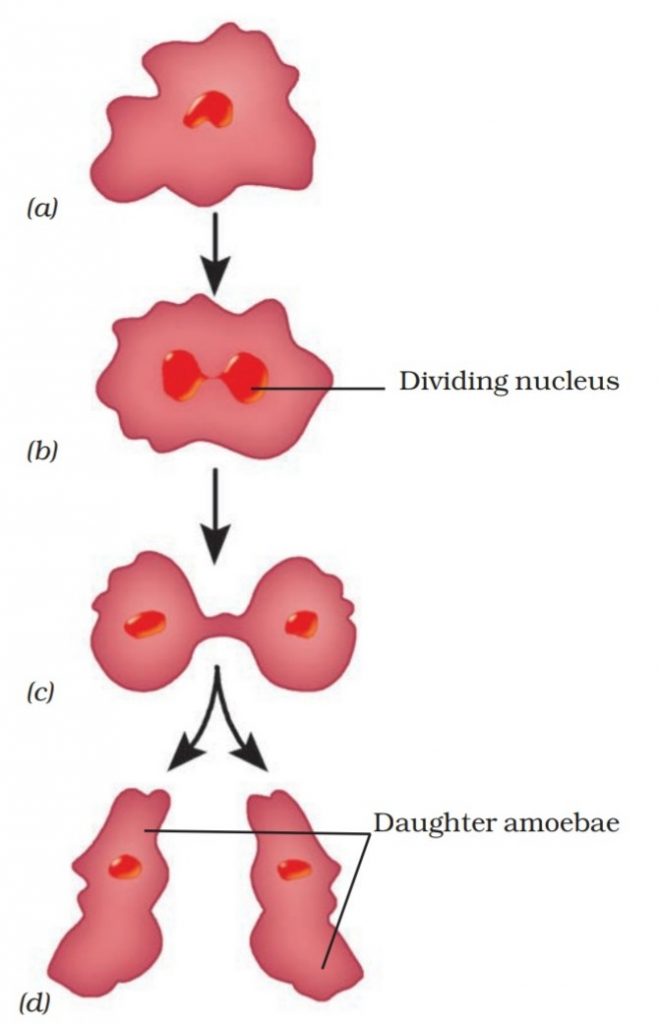 Class 8 Science Chapter 6 Important Questions and Answer - Reproduction ...