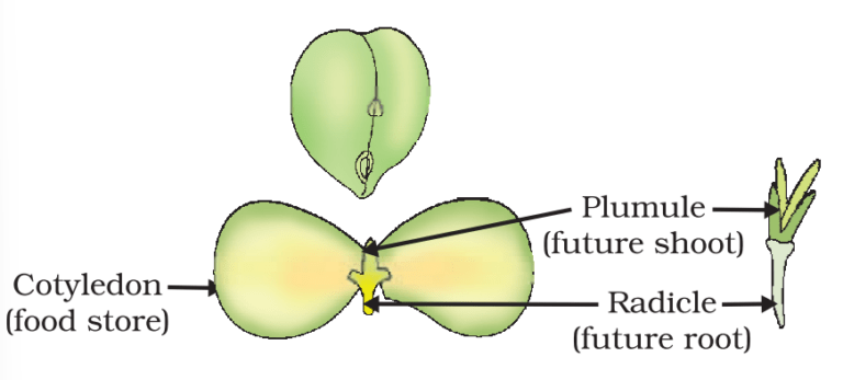 How do Organisms Reproduce? Class 10 Science Chapter 7 Important ...